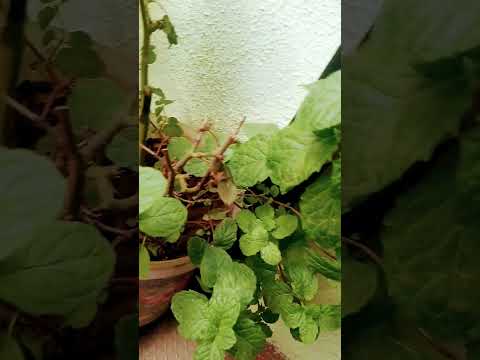 mint plant
