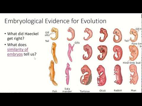 Gould's Bio, Evolution Pt 3, Homologies and Embryology