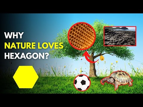 Why Nature Loves Hexagon ?