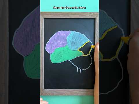BRAIN LOBES Functions #nursing