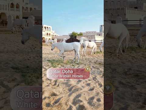 #Arabian horses are called the most #beautiful #horses in the world