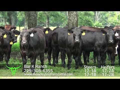 BAR K RANCH: AL SAFE Sale 8/5/21 - Moseley Brothers Cattle HD