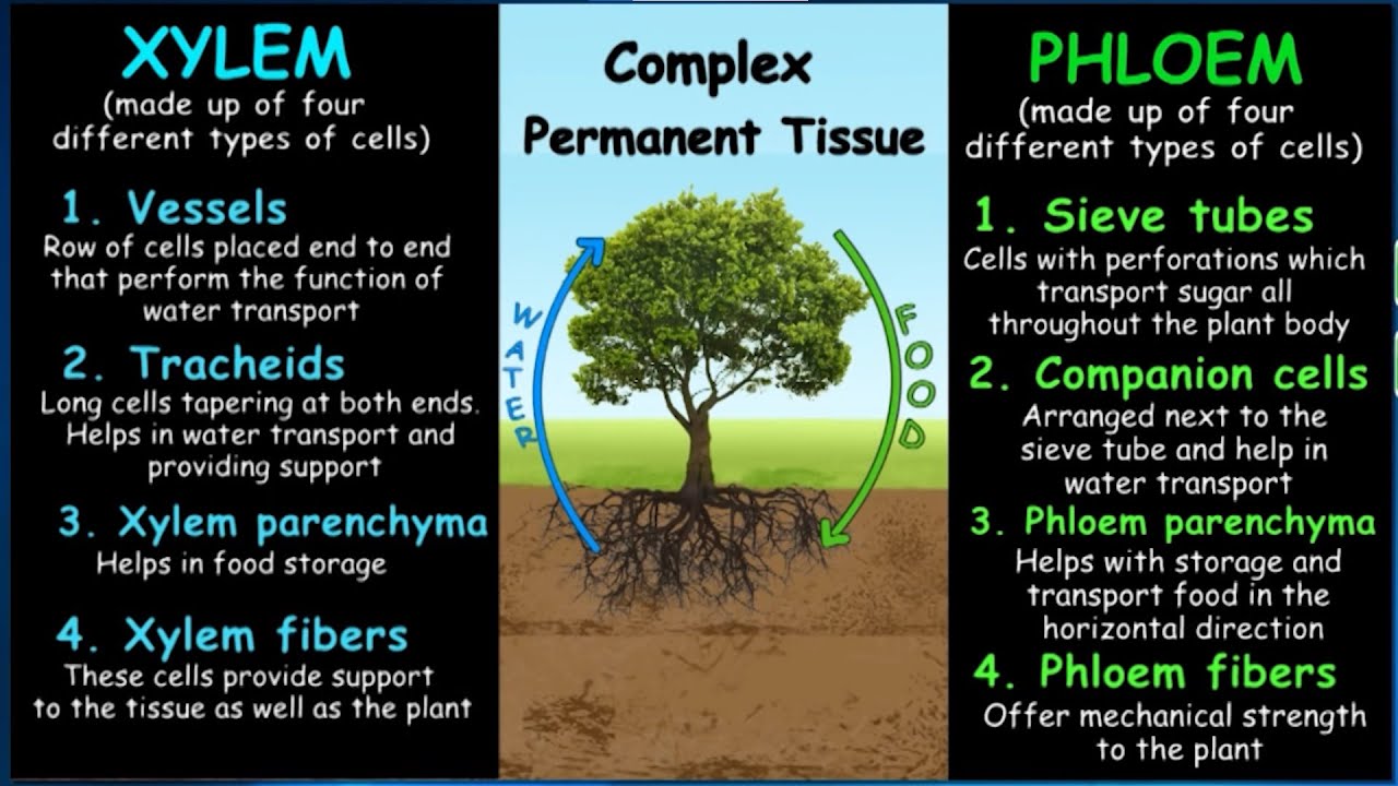 Complex Permanent Plant Tissues - Xylem & Phloem