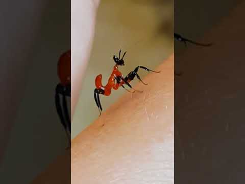 Orchid mantis nymph L1