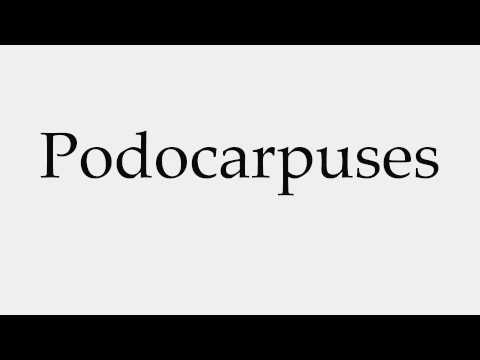 How to Pronounce Podocarpuses