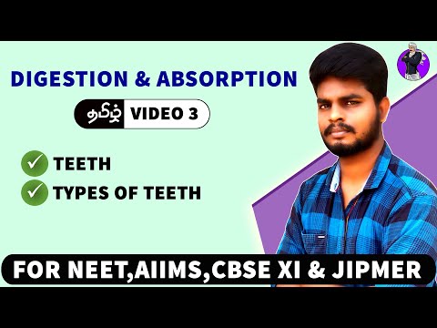 Buccal Cavity: Teeth | Digestion & adsorption in Tamil (3)