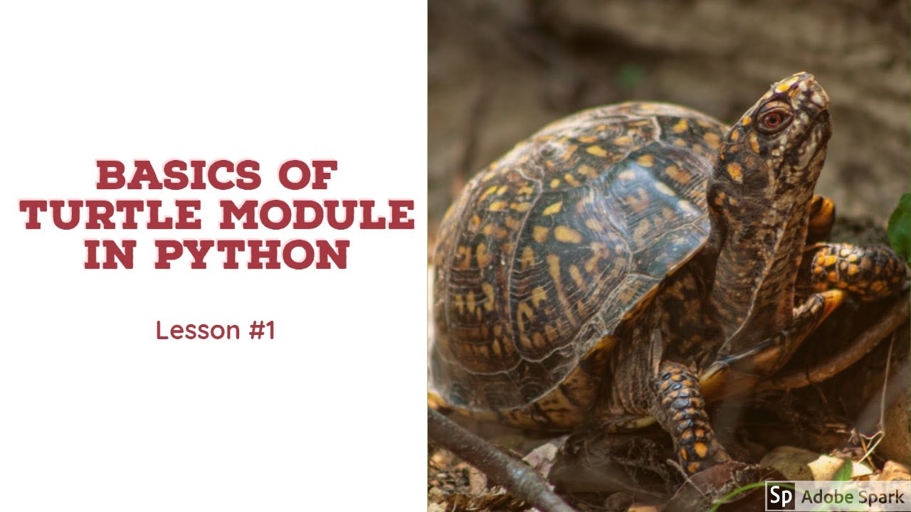Python Turtle Module for Absolute Beginners | (Lesson #1)
