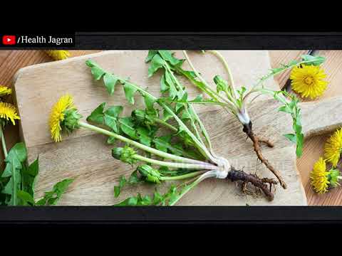 सिंहपर्णी के चिकित्सीय लाभ | Common Dandelion benefits in hindi - Indian Herb Taraxacum officinale