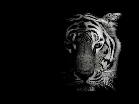 Screensaver 4K - Animals [Black & White]