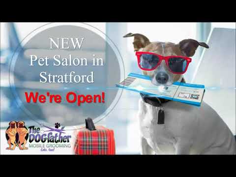 Dogfather Mobile Grooming | New Pet Salon in Stratford, CT