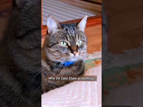 Why Do Cats Stare at Nothing?π€