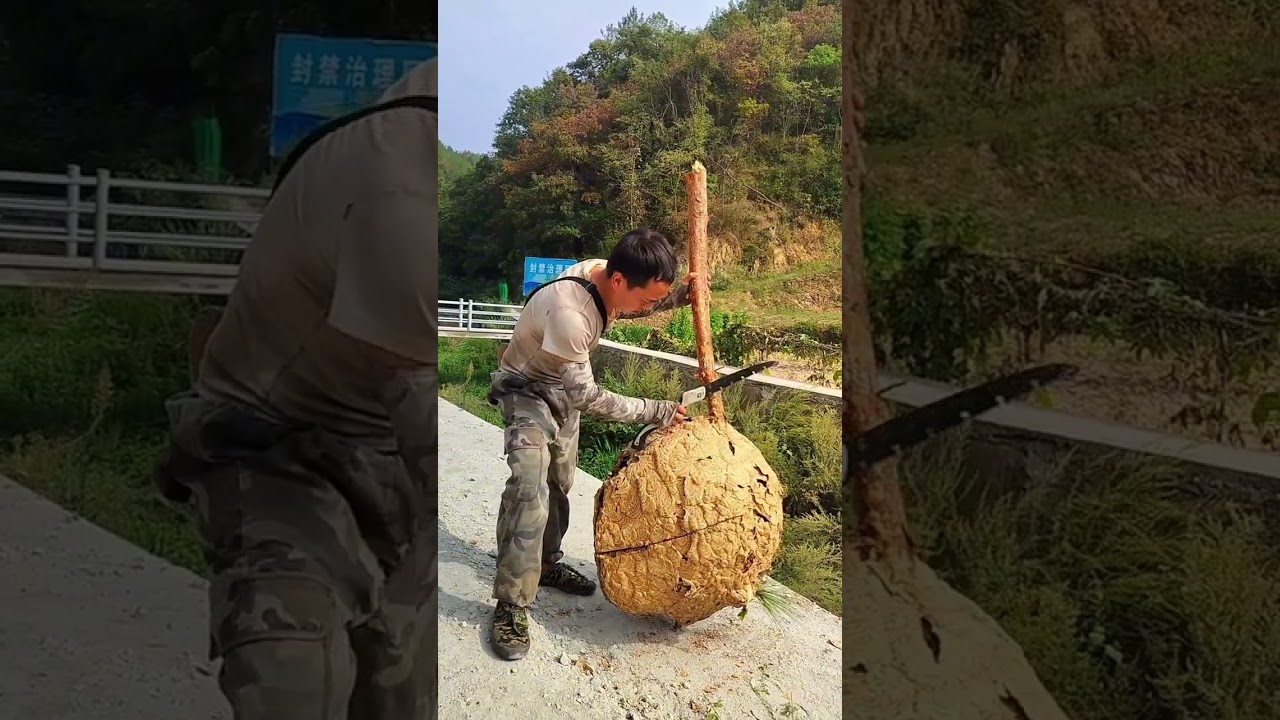 4421: Gigantic wasp nest discovered in wilderness in China