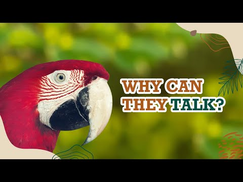 The Incredible Parrot Brain: Understanding How Parrots Mimic Human Speech | Animal Club