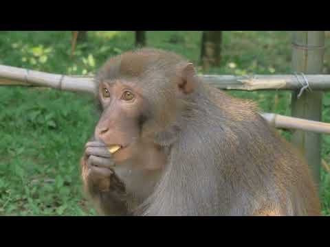 Monkeys vs Apes - Fun Facts for Kids!