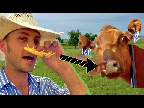 Working Cows, Yearlings, Hooves, And Cow Jewelry.