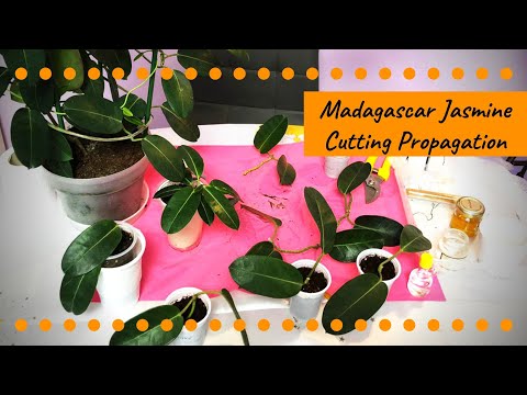 Madagascar Jasmine Propagation Through Cuttings - 4 ways | Part II