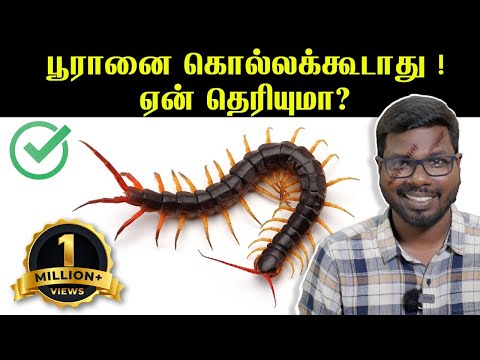 Interesting facts of Centipede | பூரானைப்பற்றிய களிநய தகவல்கள் | Big Bang Bogan
