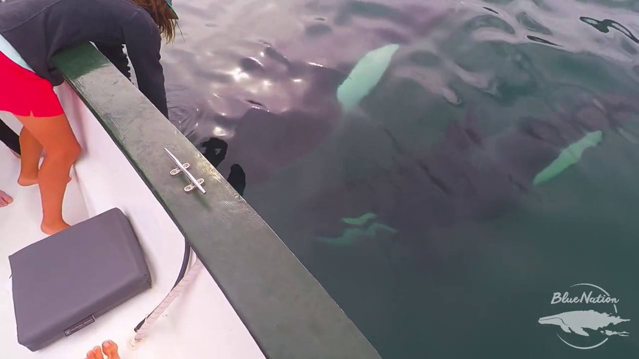 Orcas in Loreto Bay National Park!