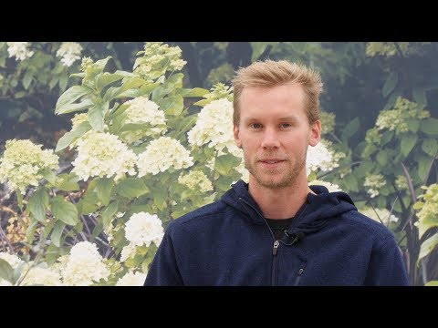 How to pronounce "Hydrangea macrophylla"