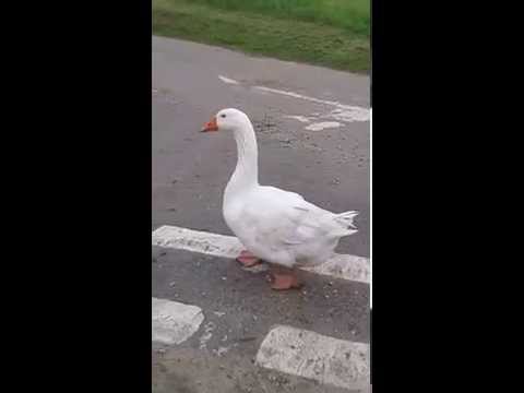 English geese say "honk honk" and Polish...?