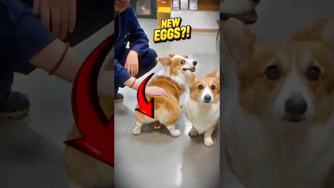This Corgi HATES His Vet 😂