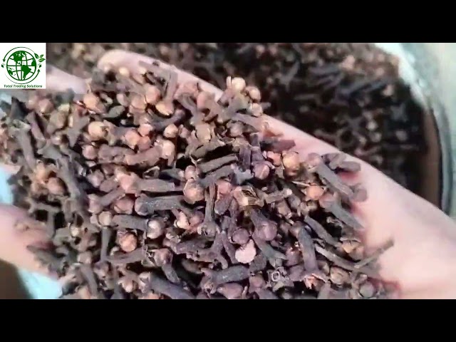 Whole Spices - Mace Jattipathri Javitri Trader - Wholesaler ...