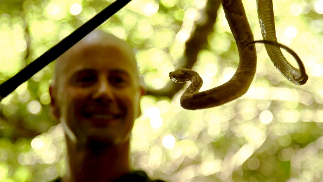 Snakes...Snakes Everywhere