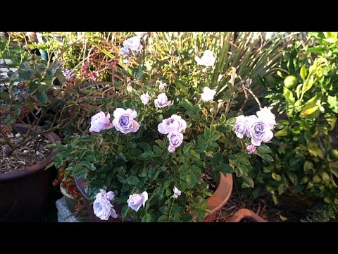 My little Angel Korde's rose review