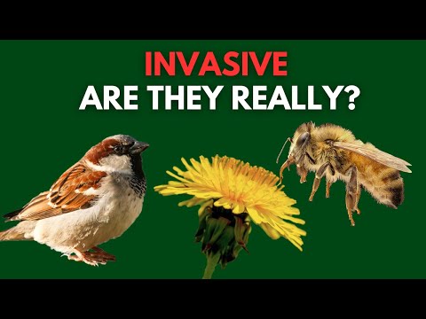 What are Invasive Species? | The Difference Between Native, Non-Native, Introduced and Invasive