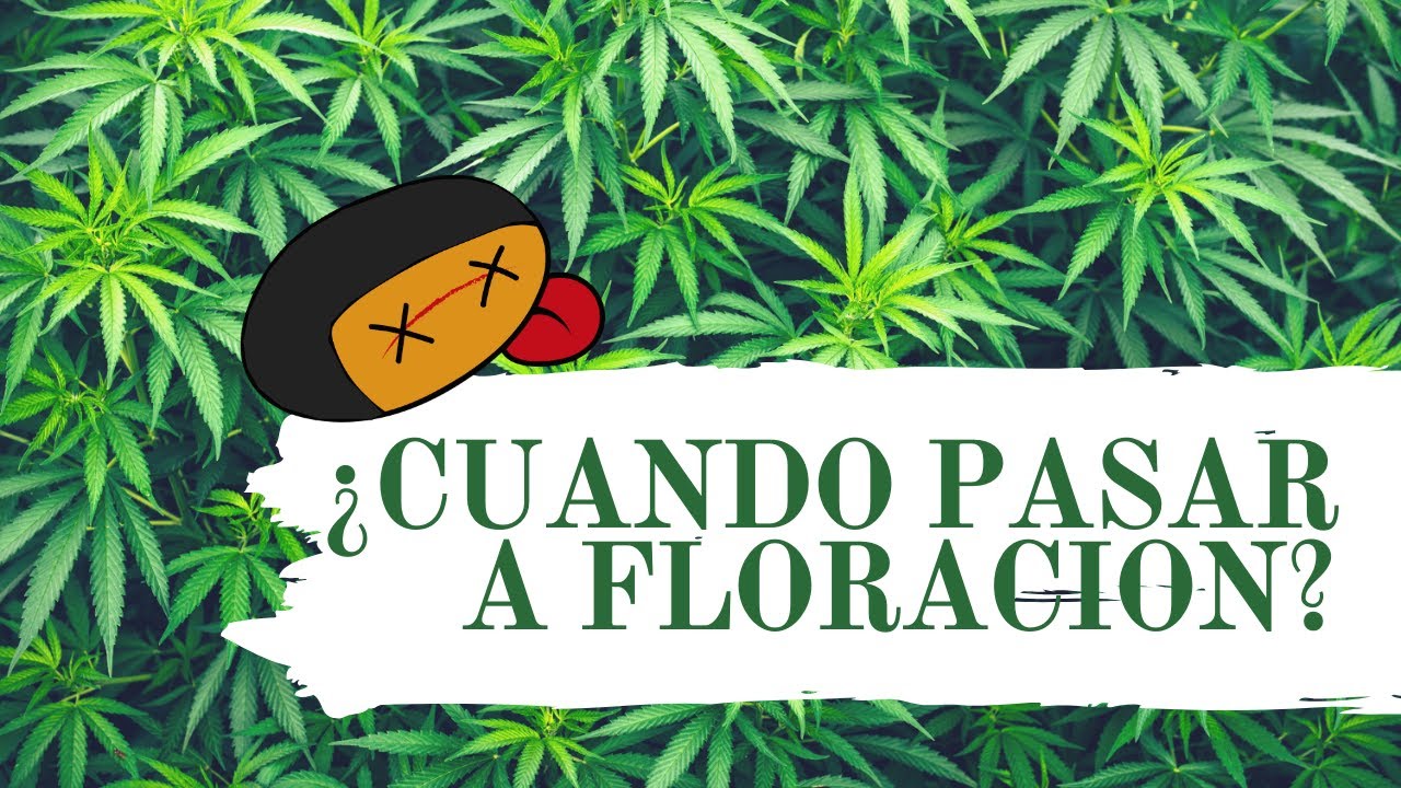 ¿CUANDO PASAR A FLORACIÓN?