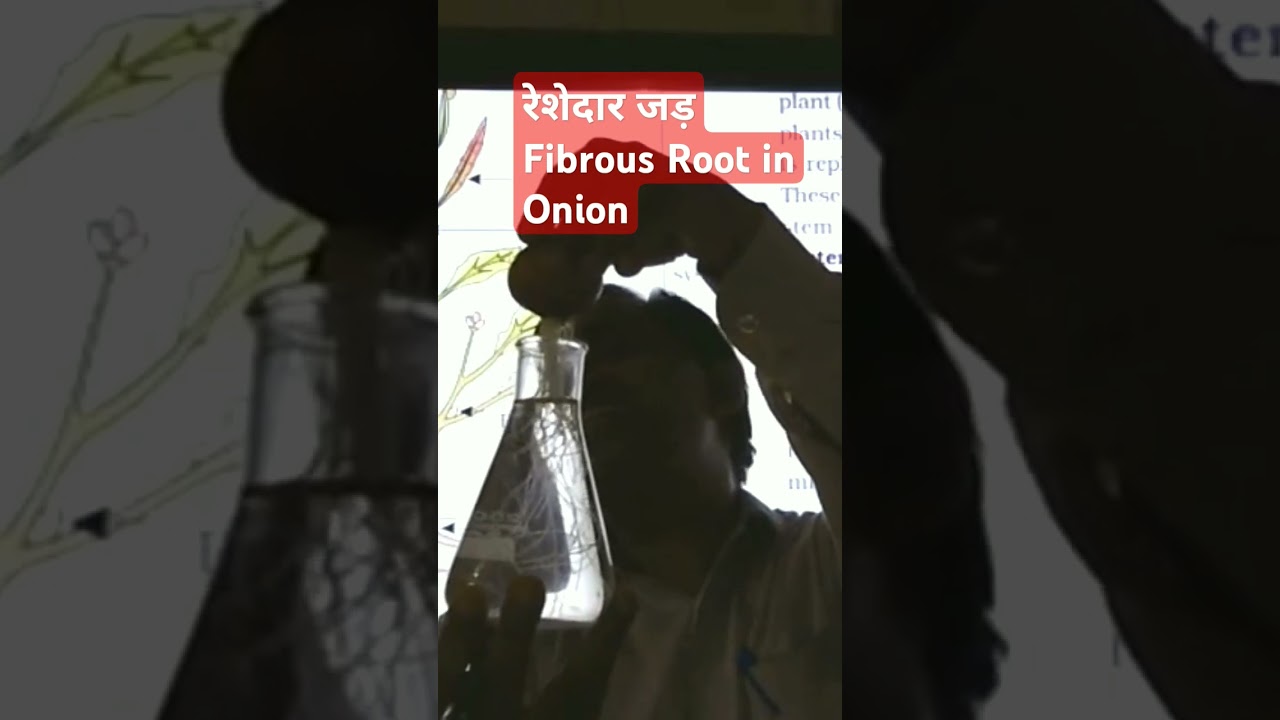 Fibrous Root in Onion