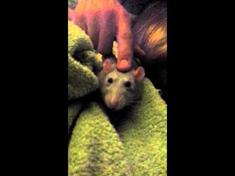 Rat Eye Boggle