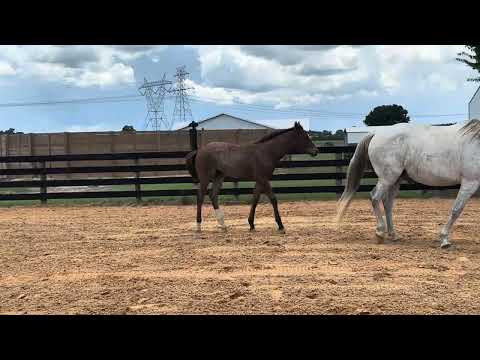 2024 AQHA Bay Roan Colt by VS Code Red out of Tootsee Roll