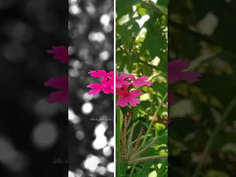 How to Editing in PicsArt 😎🔥...... #photooftheday #india #mobileclick #naturelovers #trending #viral