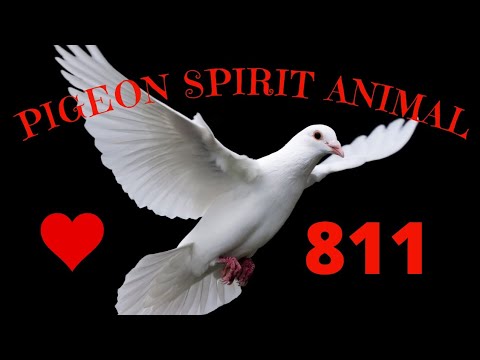 Pigeon Spirit Animal & 811