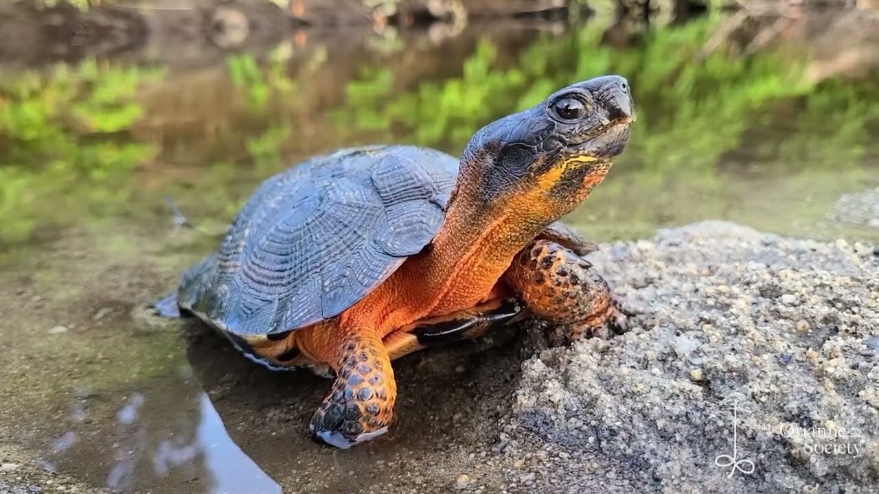 World Turtle Day 2025 - Wood Turtles