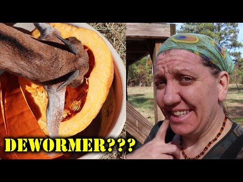 DO Pumpkins Deworm Livestock?