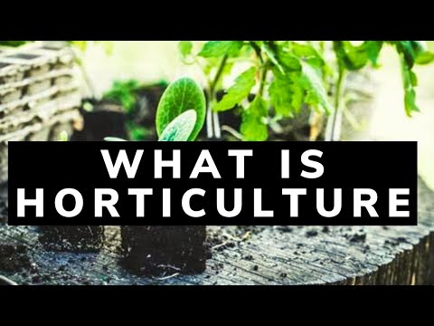 what is Horticulture explain|in (Urdu and Hindi) with example