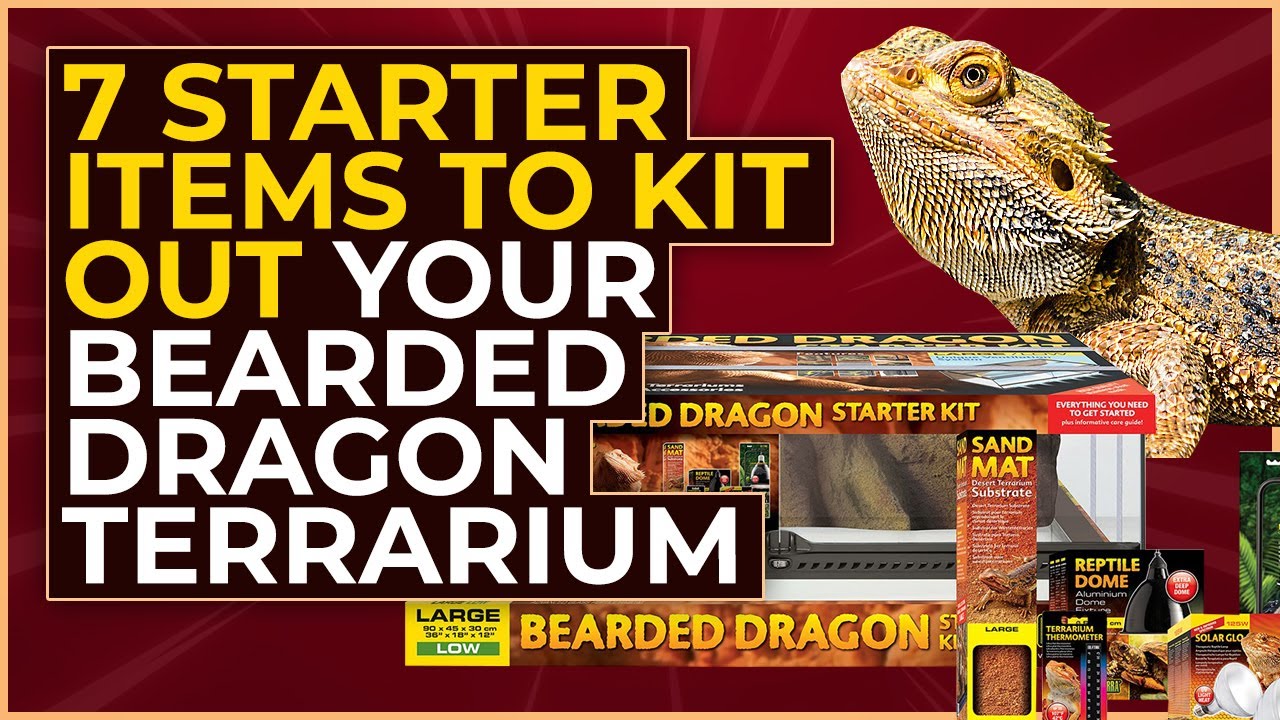 Bearded Dragon Starter Kit [7 Must Have Items]