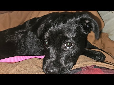 Willow is getting bigger, and she is rambunctious