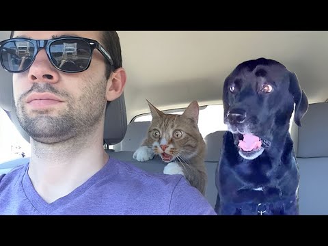 Over Dramatic Animals Who Deserve An Oscar π Funniest Animal Videos 2025