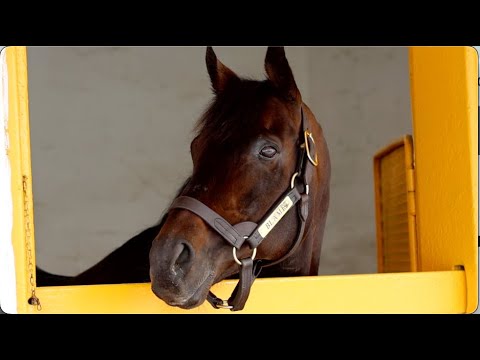 Stallion Insights: Blame One to Watch on the Sire Lists