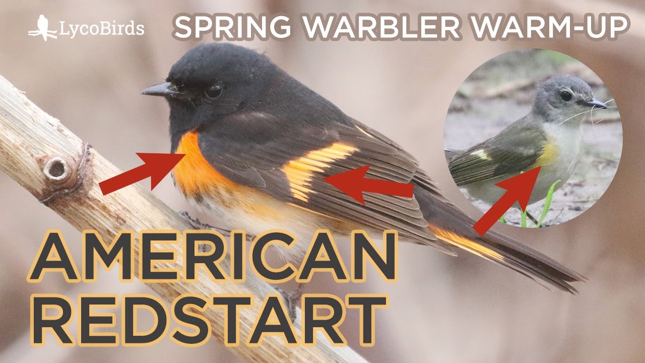 American Redstart Identification | Spring Warbler Warm-up