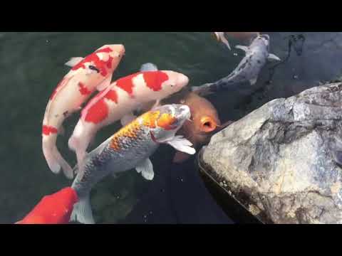 # Nishikigoi Japanese pronunciation.# Nishikigoi living jewel koi. T Mori Japan23