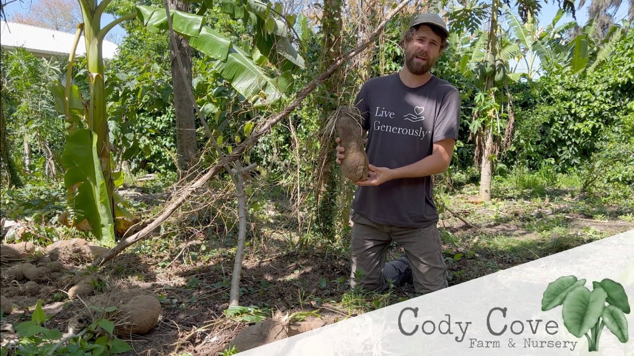 African Yam - Excellent Florida Adapted Root Crop - Dioscorea rotundata