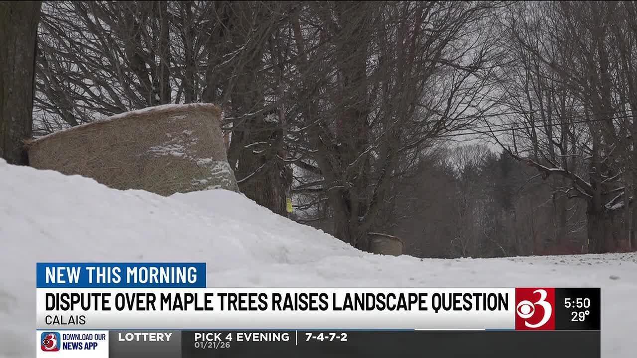 Dispute over maple trees raises landscape questions