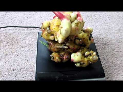 Growing Grocery Store Ginger Root at .