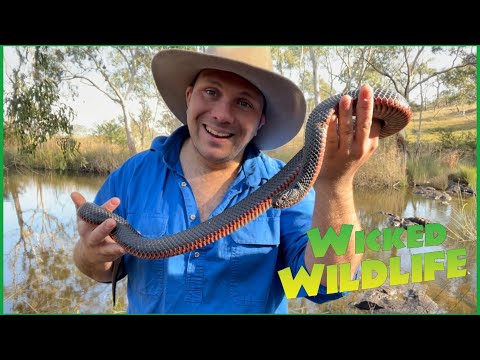 10 Things You Didn't Know About The Red Bellied Black Snake