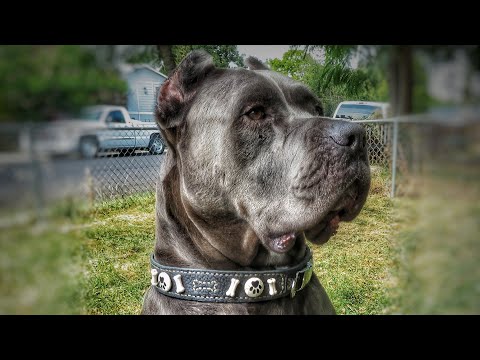 CANE CORSO! 700psi bite force??