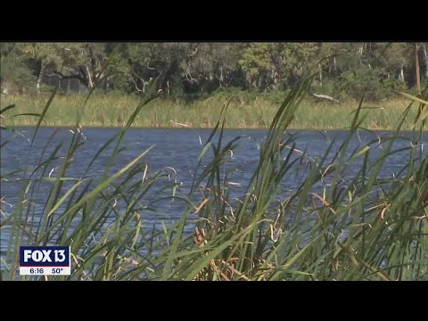 Rare, undeveloped piece of Pinellas County could become nature preserve
